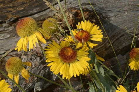 Gaillardia Aristata Asteraceae Image 133688 At PhytoImages Siu Edu