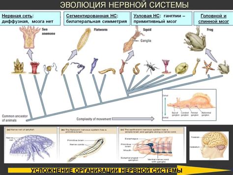 Эволюция нервной системы от простейших до человека Online Presentation