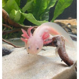 FAQs About Axolotl Sex Trending Breeds