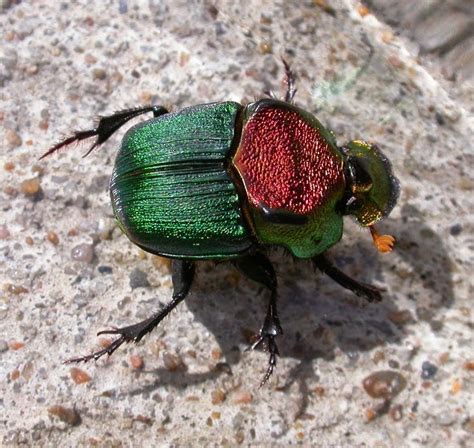 The Opulent Opossum Rainbow Scarab