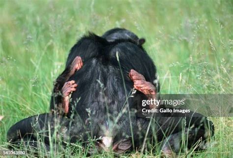 Pygmy Chimpanzee Photos And Premium High Res Pictures Getty Images