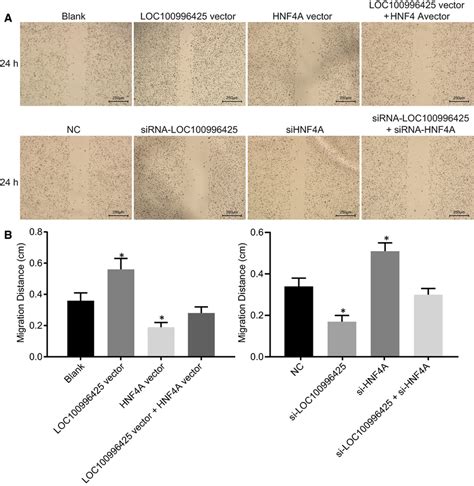 Inhibition Of LOC100996425 Or Overexpression Of HNF4A Suppresses PCa