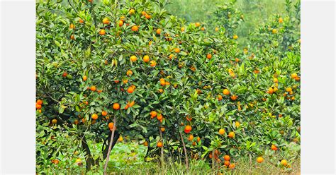 Florida Citrus Commission Advances Hlb Resistant Crops And Boosts Marketing
