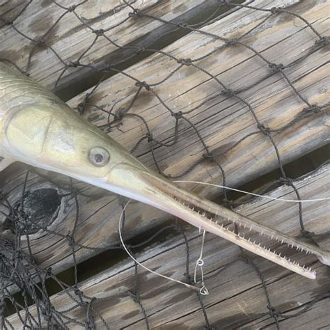 Facts And Guide To Longnose Gar Lepisosteus Osseus Pond Informer