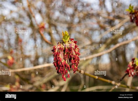 Red Buds On The Trees At Spring Stock Photo Alamy