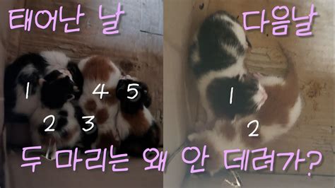 태어난 다음 날 버려진 아기 고양이들 셋째 날에는 몸이 차가워져가고 있었어요│까망베르 이야기 1 Youtube