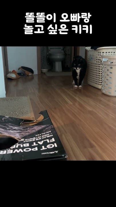 박스에 숨어서 똘똘이 놀래켜 주고 싶은 키키 고양이 老猫 Cat 고양이합사 고양이일상 Cute Kitten 고양이놀이 Youtube