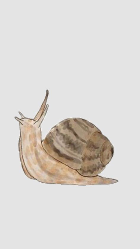 Snail Drawing Aesthetic