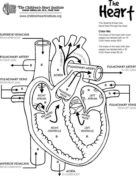 4 Best Images Of Printable Heart Diagram To Label Label Heart Diagram