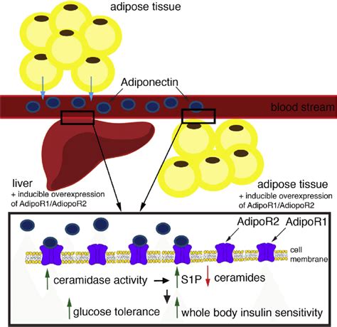 Adiponectin Is Secreted Into The Blood Stream From Adipose Tissue It