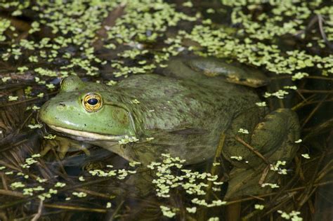 American Bullfrog Lithobates Catesbeianus Ohio Herp Atlas Ohparc