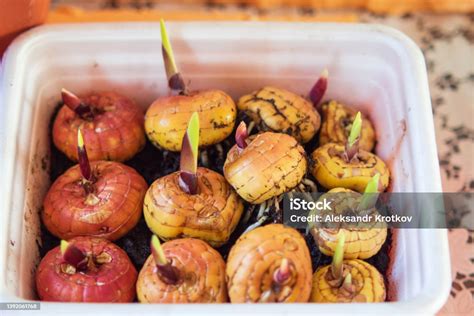 봄에 글라디올러스 꽃의 전구를 심고 땅에 심기 준비를하십시오 토양이있는 용기에 발아 된 글라디올러스 전구 심기 전에 글라디올리의 전구 봄 꽃 재배 0명에 대한 스톡 사진 및