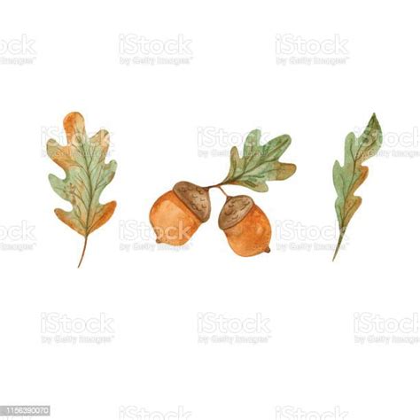 오크 잎과 도토리의 가을 수채화 그림 건조하고 노란 잎의 가을 색상 당신의 디자인에 적합 9월에 대한 스톡 벡터 아트 및 기타 이미지 Istock