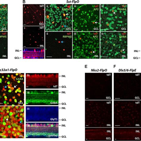 Intersectional Strategy With Cre Flp Dual Recombinase A Schematic Download Scientific