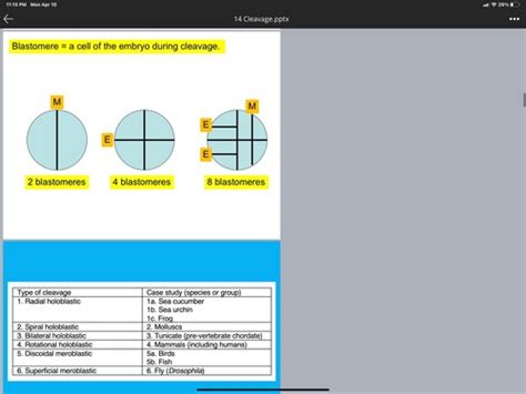 Dev Bio 3 Flashcards Quizlet
