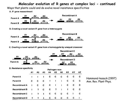 PPT R Gene Evolution And Structure PowerPoint Presentation Free Download ID 384991