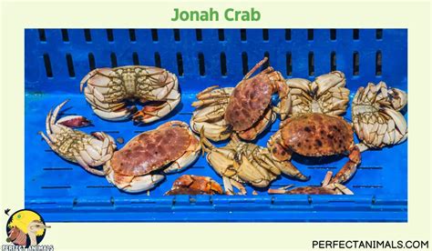 Discover 12 Crabs In Florida With Pictures Perfect Animals