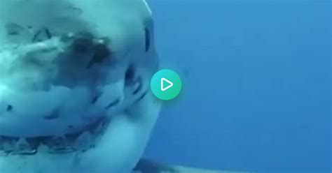 Nukumi Album On Imgur