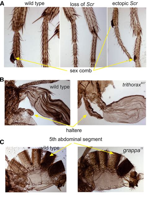 Figure 1 From Polycomb And Trithorax Group Genes In Drosophila