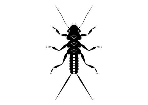Zwart Wit Steenvlieg Nimf Insect Clipart Vector Kleurplaat Van Een