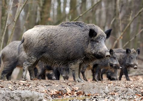 Tout Savoir Sur Le Sanglier Journal Du Chasseur