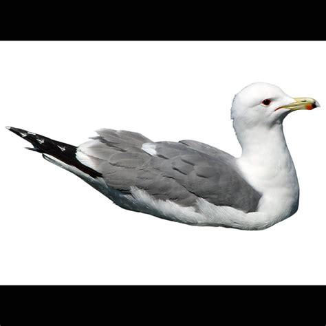 California Gull Larus Californicus Identification Birda