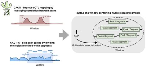 Cacti Leveraging Correlated Regulatory Elements For Powerful Chromatin