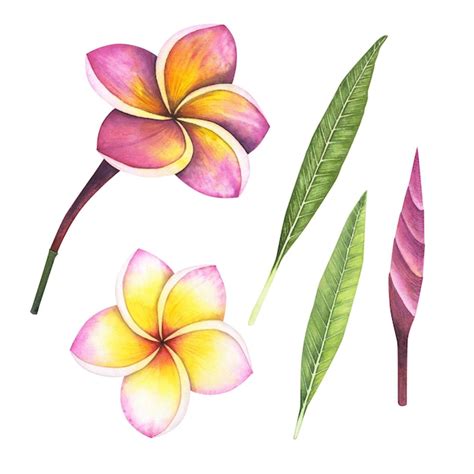 Définir La Fleur De Plumeria Isolée Sur Fond Blanc Illustration