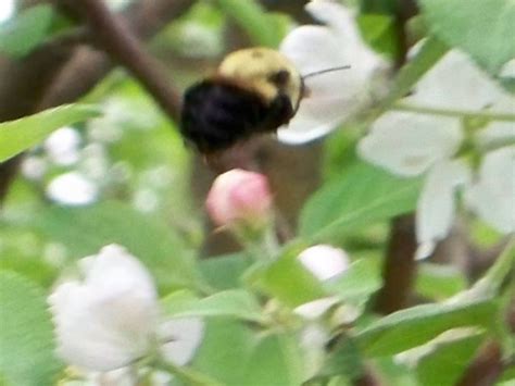 Apple Sex V 2 Fine Homebuilding