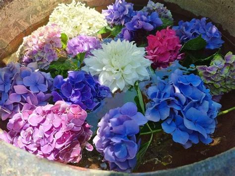 Hydrangea Mix Hydrangea Floral Wreath Floral