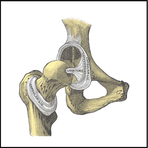 Hip Joint Evaluation Boulder Chiropractic Clinic