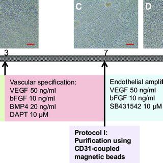 Differentiation Protocol A HESCs H1 Were Seeded On LN521 Or