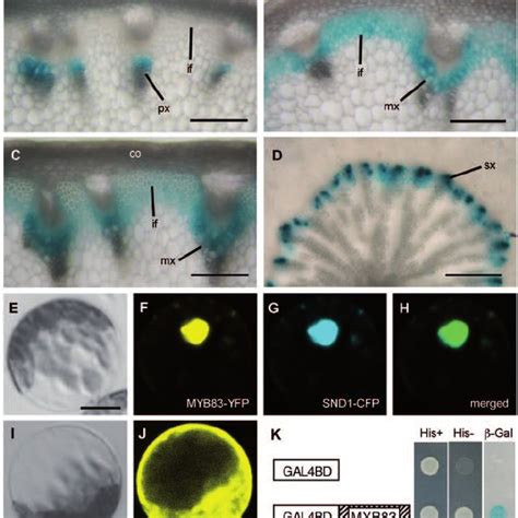 Developmental Expression Pattern Subcellular Localization And