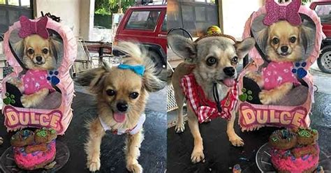 Dulce Y Papi Celebran Cumpleaños Perruno El Diario Mx