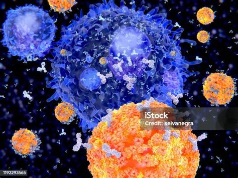 혈장 세포 를 표시하는 특정 항체를 분리 B세포에 대한 스톡 사진 및 기타 이미지 Istock
