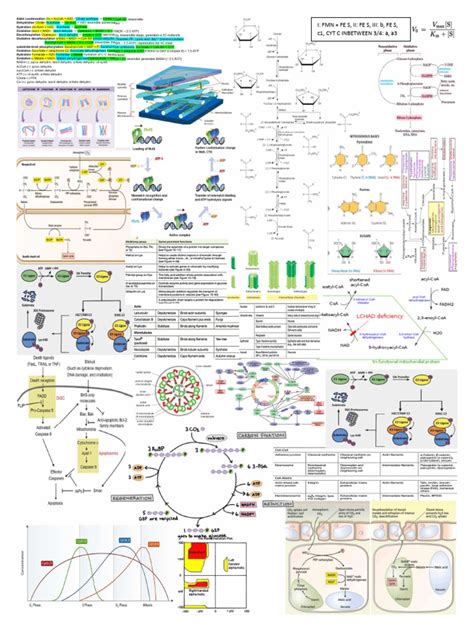 Cell Biology Microbe Mission Cheat Sheet Pdf