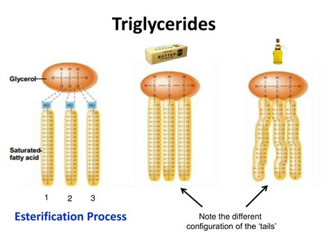 Ppt Lipids Fats And Oils Learn The Basics And Importance Powerpoint Presentation Id 9329887