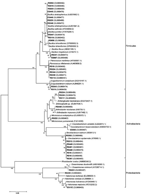 Phylogenetic Tree Based On A 16s Rrna Gene Sequence Analysis The