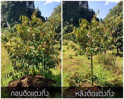 ตัดแต่งกิ่ง ‘ ทุเรียนเล็กอายุ 8 สถานี ต้นพันธุ์ทุเรียน