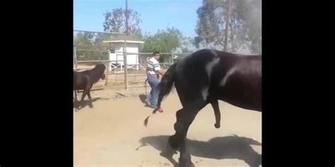 Animal Like Donkey And Horse Sex Videos Clip With Humans How Shame That