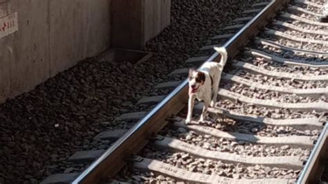 Cortan Energía De La Línea 12 Para Rescatar A Un Perrito De Las Vías