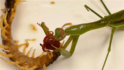 螳螂vs蜈蚣 圆盾螳螂的复仇之战 Mantis Vs Centipedethe Revenge Battle Of The Mantis