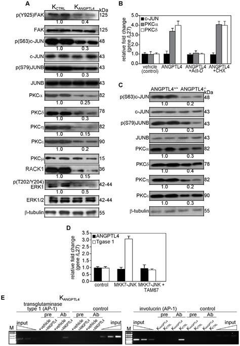 ANGPTL4 Modulates The Expression Of PKCs And Activities Of AP 1 A And