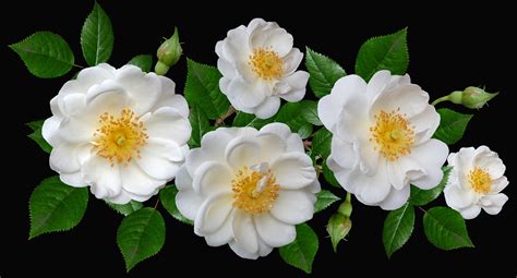 50000 무료 장미 And 꽃 이미지 Pixabay