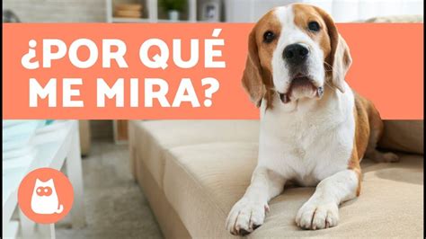 Por qué mi perro me mira fijamente Arjal