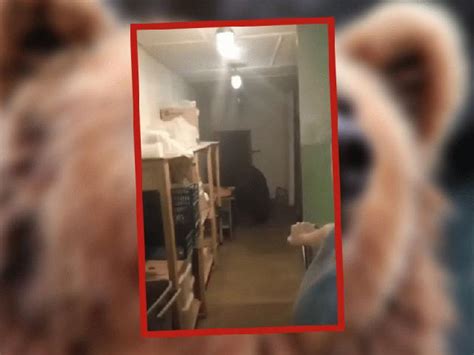 Oso Entra A Panadería Y Se Come 125 Pasteles Frontenet