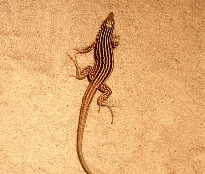 Aspidoscelis Neomexicana Aspidoscelis Neomexicana Picture Nature