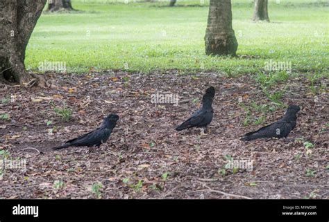 Three Red Tailed Black Cockatoos At Bicentennial Park In Darwin