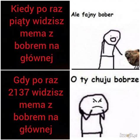 Mem Z Bobrem Ministerstwo śmiesznych Obrazków Kwejk Pl