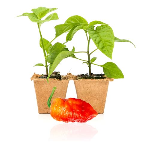 Pepper Joes Death Spiral Pepper Plant Seedlings 2 Live